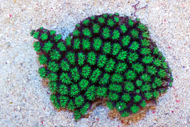 Ultra Green Galaxy Coral - Galaxea fascicularis